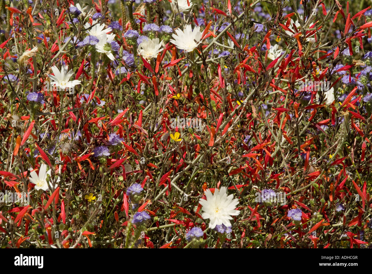 Blooming Desert Flowers Stock Photo - Alamy