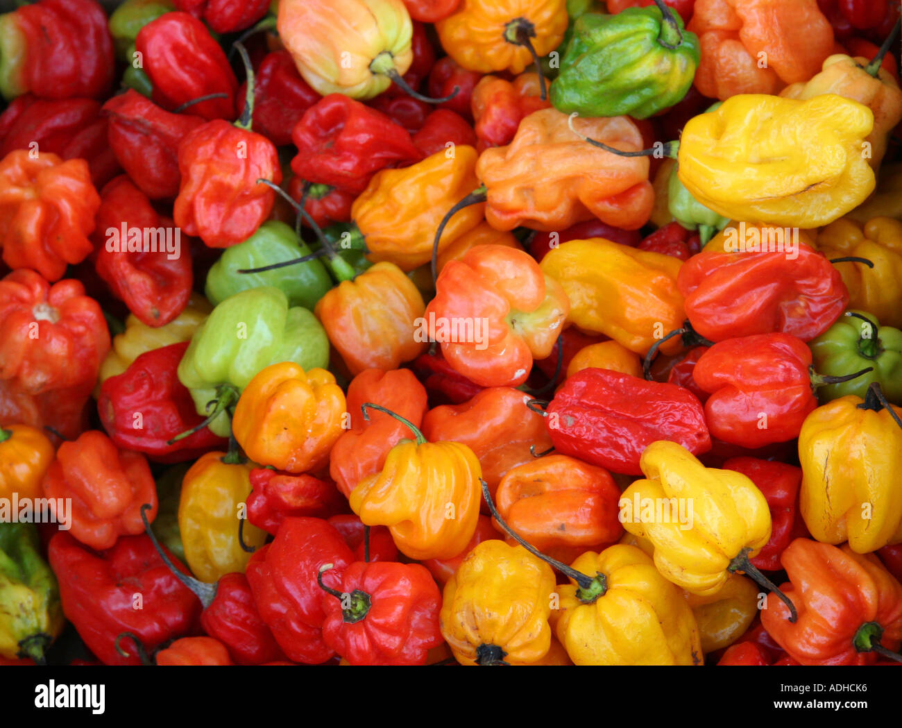 Scotch Bonnet Chilli's Stock Photo - Alamy