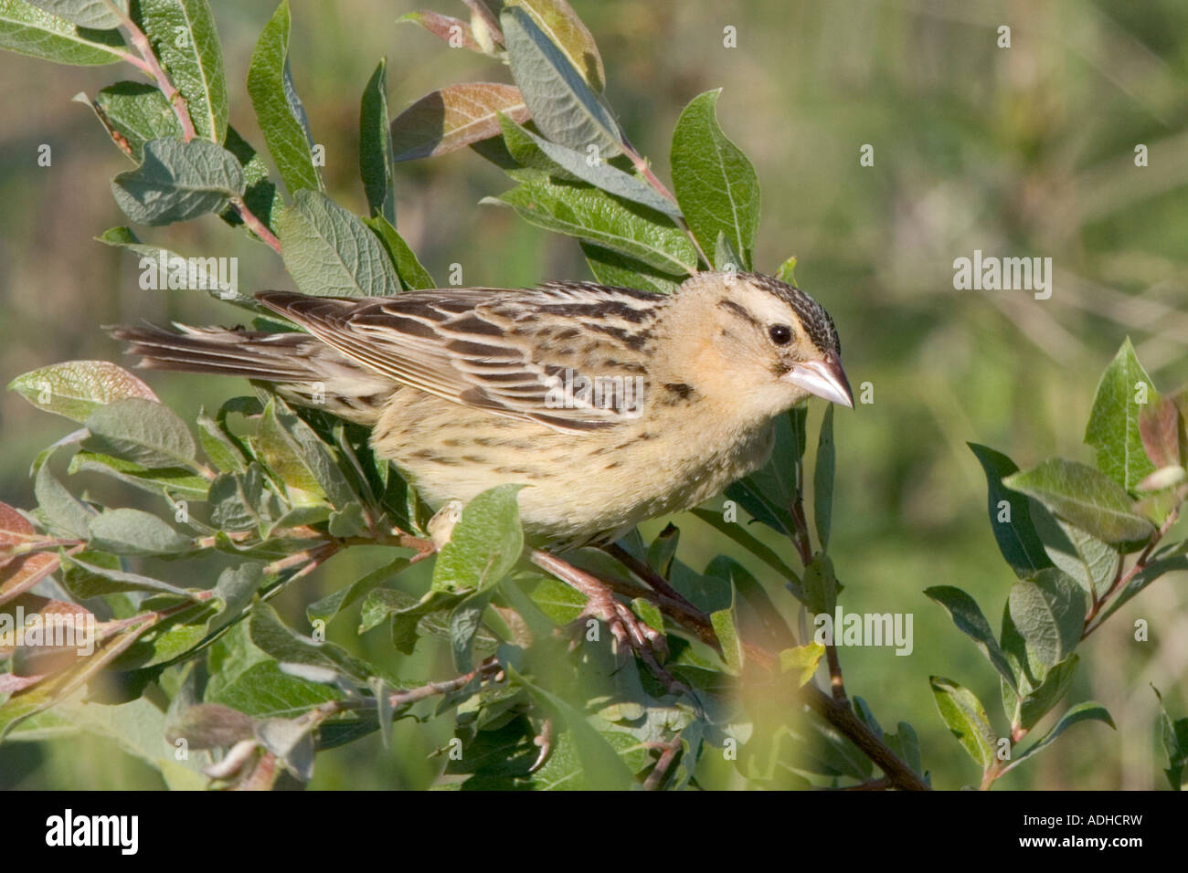 Bobolink Dolichonyx oryzivorus Tamarack Aitkin County Minnesota Unites ...