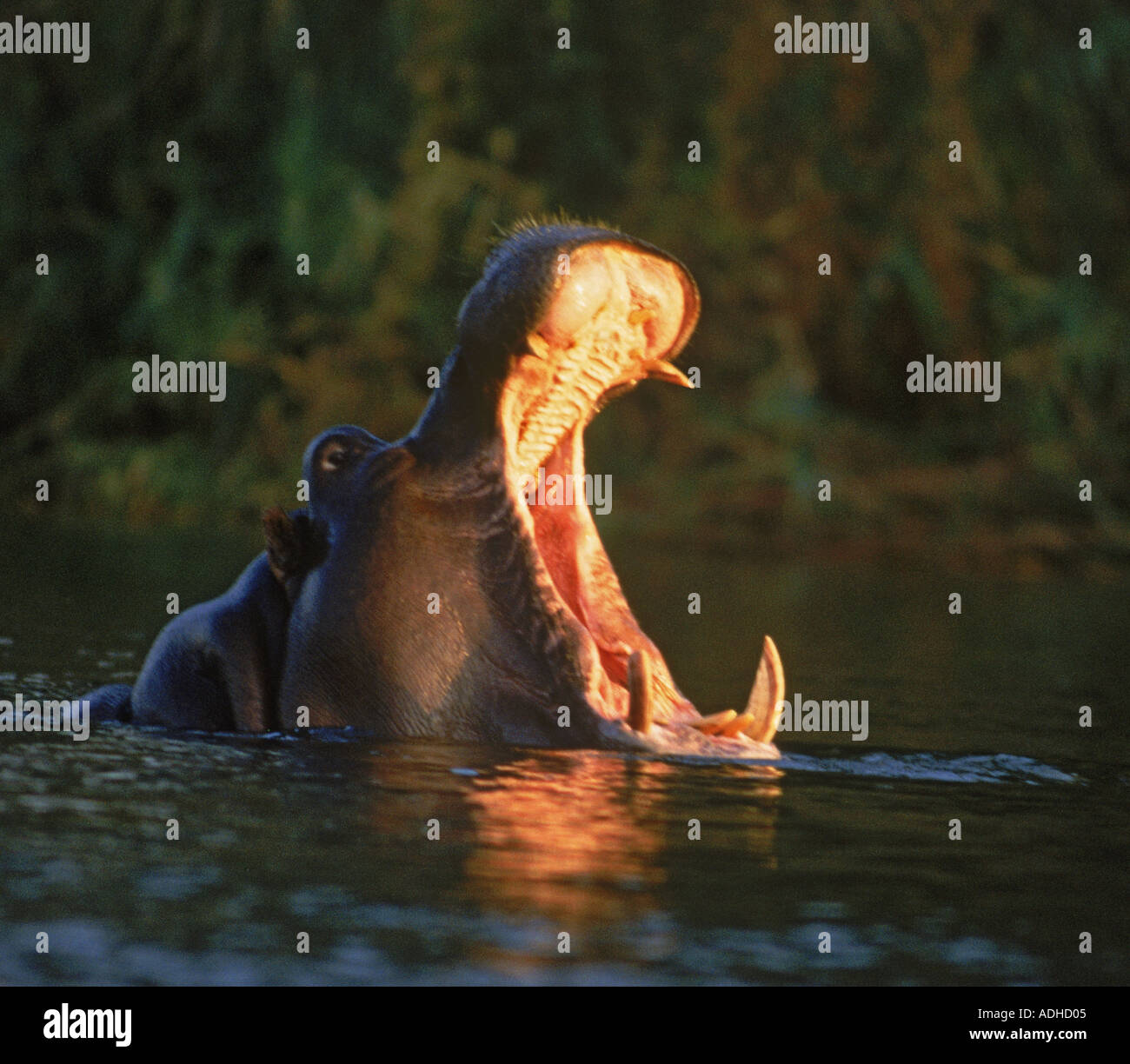 Hippos hippopotamus amphibius jaws hi-res stock photography and images ...