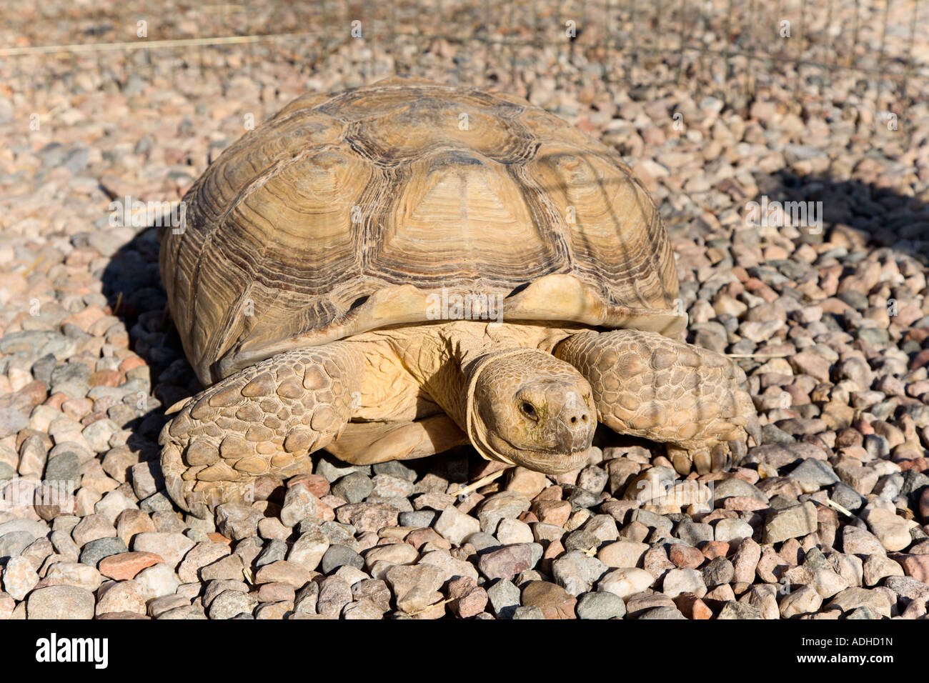 African spurred hi-res stock photography and images - Alamy