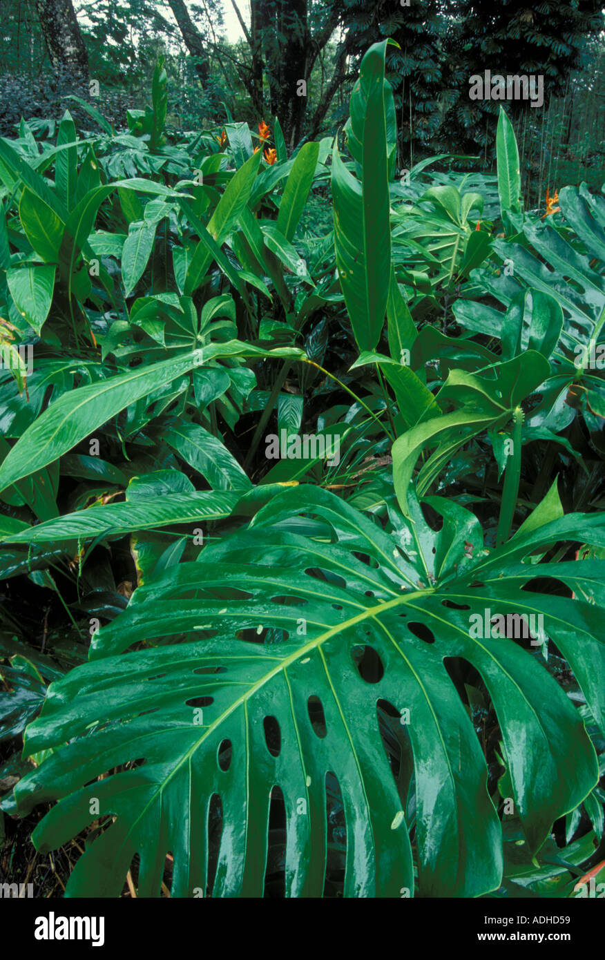 Monstera leaves and Parrotflower in tropical rainforest Big island ...