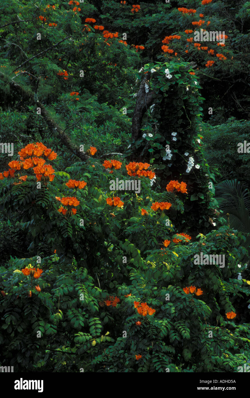 Tropical rain forest with Philodendron and African Tulip trees near ...