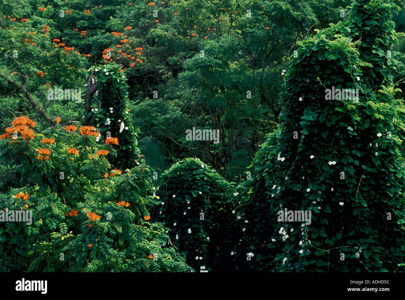 Philodendron and African Tulip trees near Hilo Big Island Hawaii USA ...
