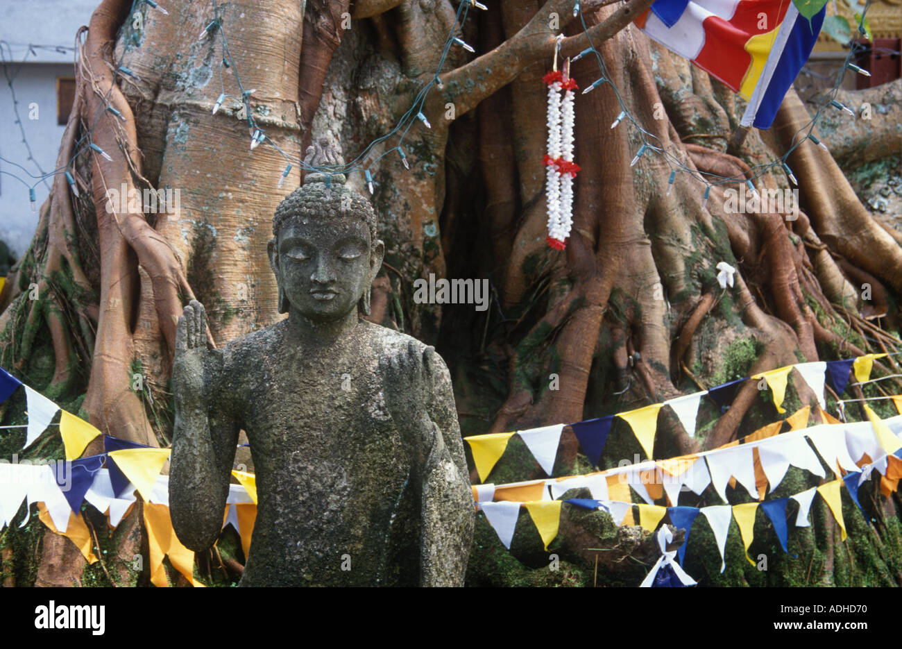A sacred Bo tree in the grounds of the Gangarama Buddhist temple in ...