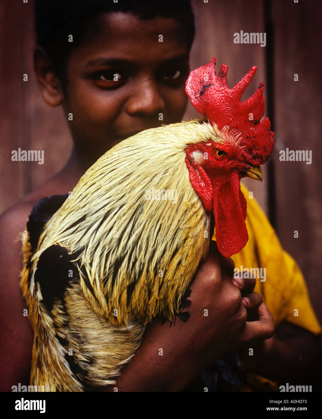 Rooster pet hi-res stock photography and images - Alamy