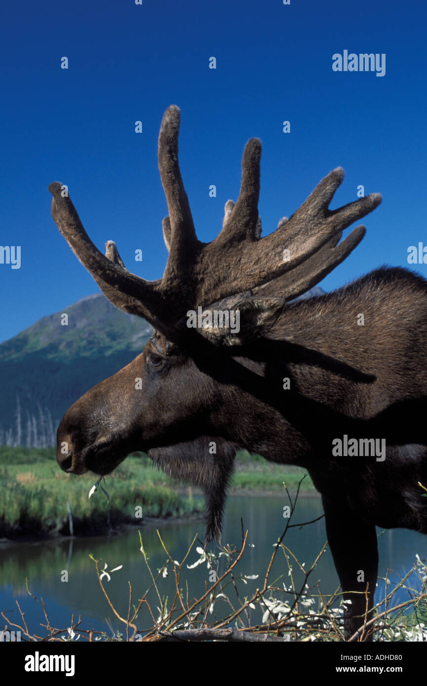 Bull moose foraging on hi-res stock photography and images - Alamy