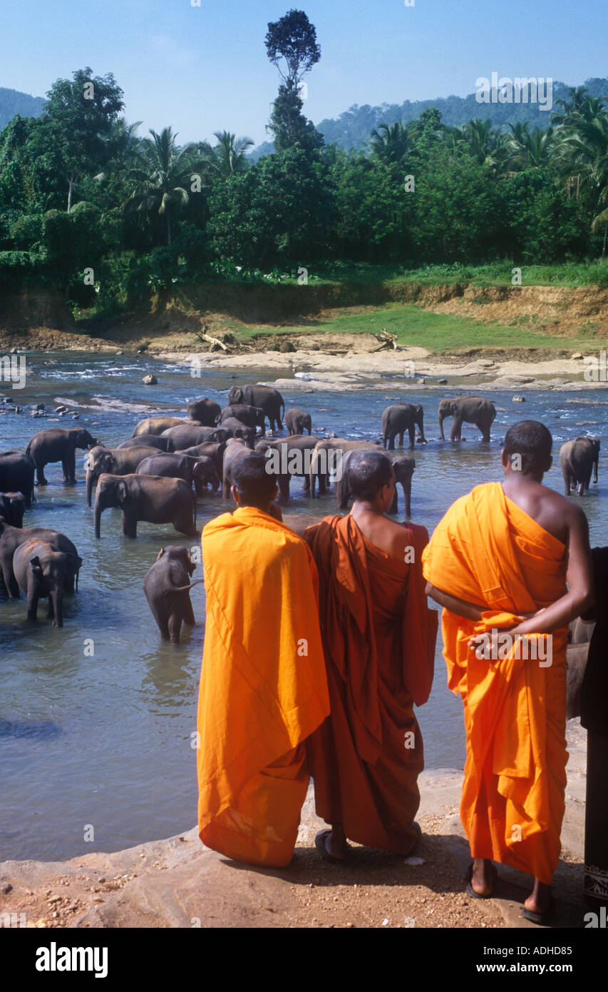 Buddhist monks watch elephants in the river at the Pinnewala elephant ...