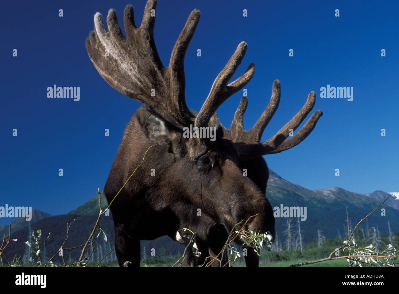 Bull moose foraging on hi-res stock photography and images - Alamy