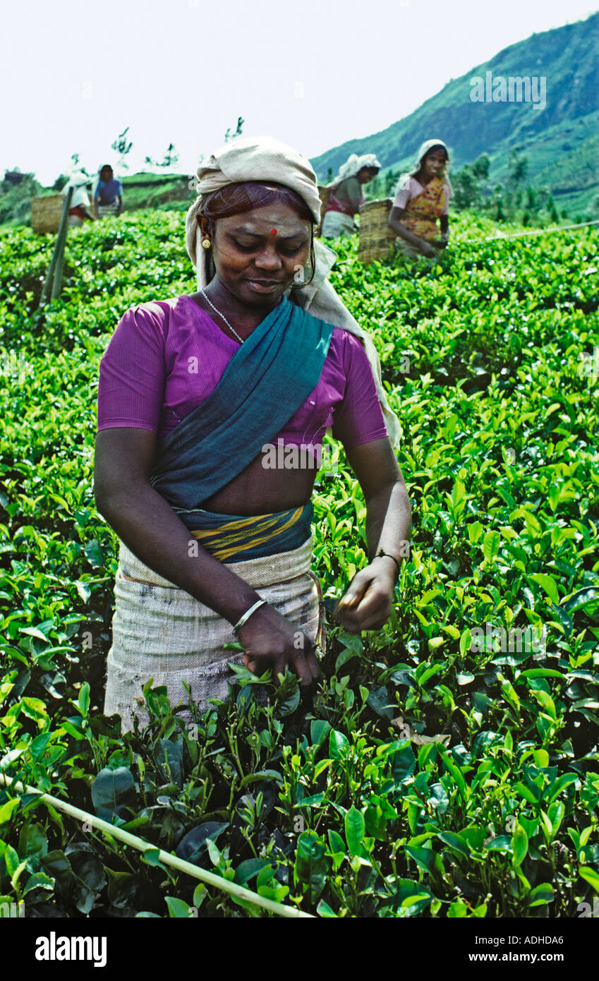 Tamil tea pickers in the hill country of Sri Lanka Stock Photo - Alamy