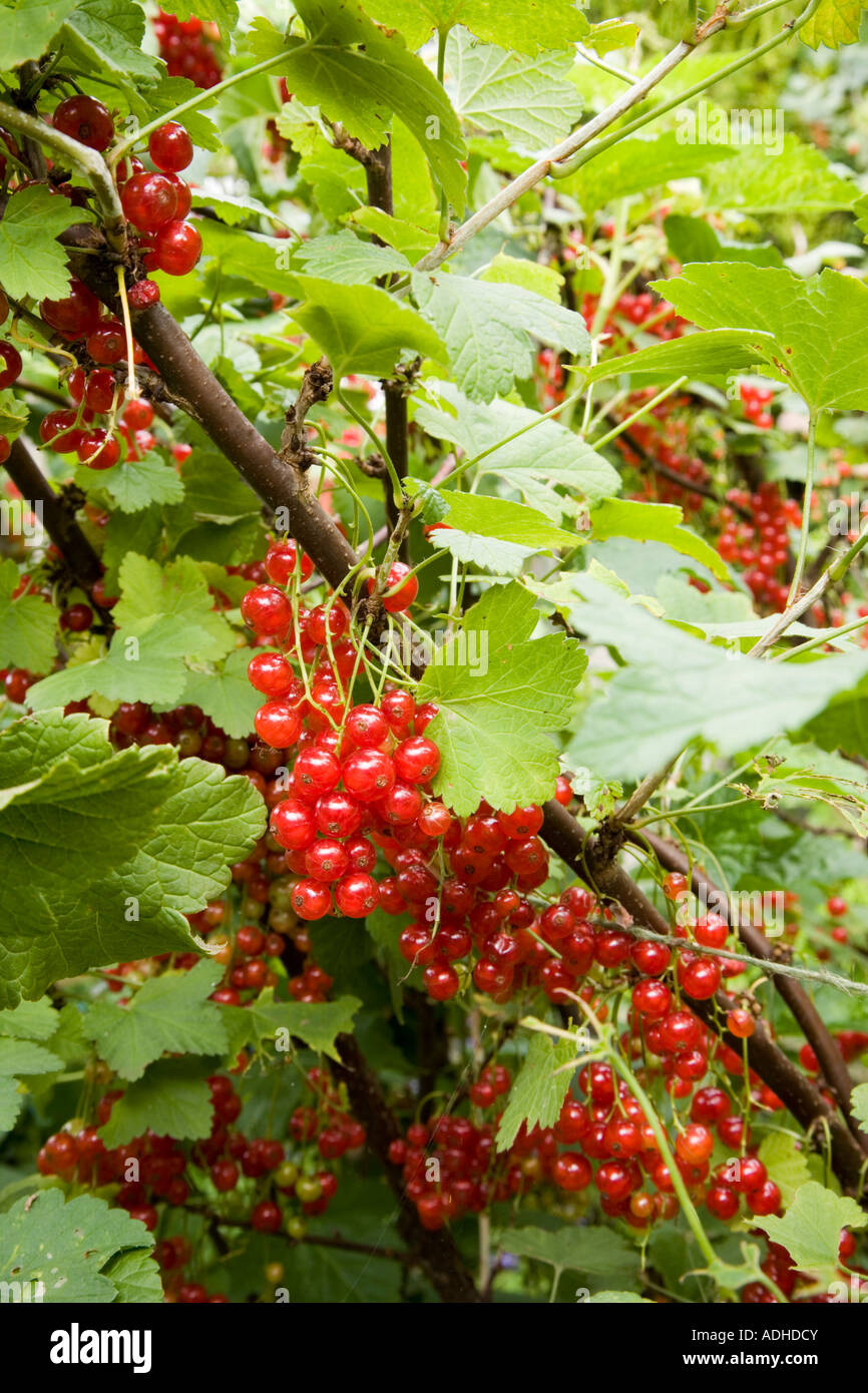 Red currant bush.( ribes rubrum Stock Photo - Alamy