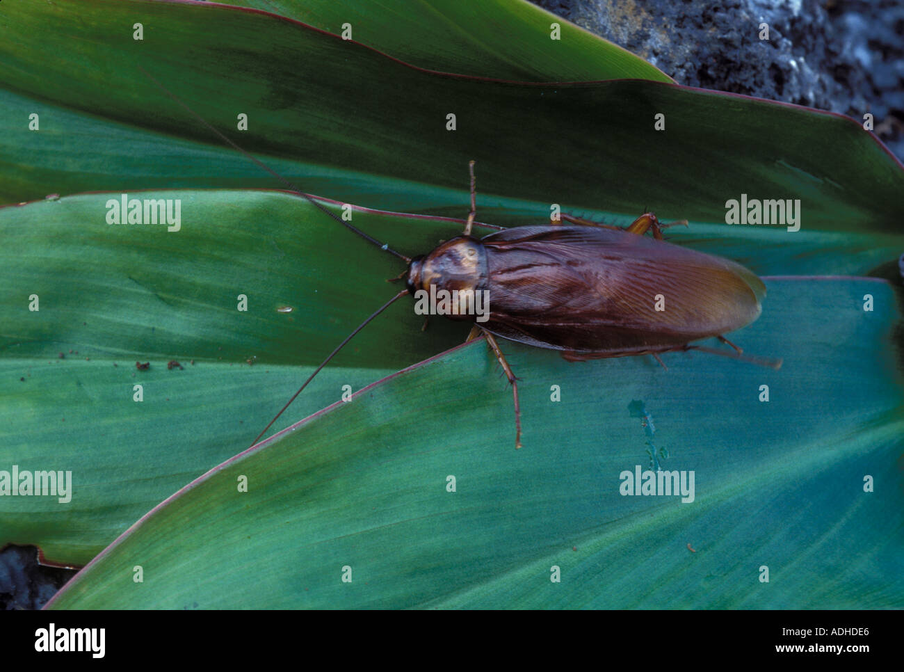 Cockroach animal hi-res stock photography and images - Alamy