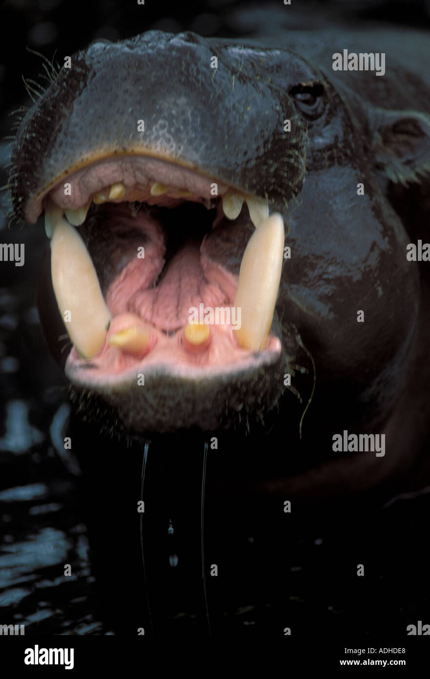 Mouth open and teeth of Dwarf Hyppopotamus captive Stock Photo - Alamy