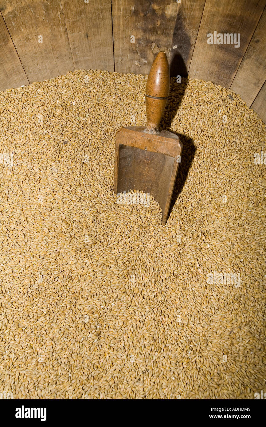 Scoop in barrel of corn Wales UK Stock Photo - Alamy