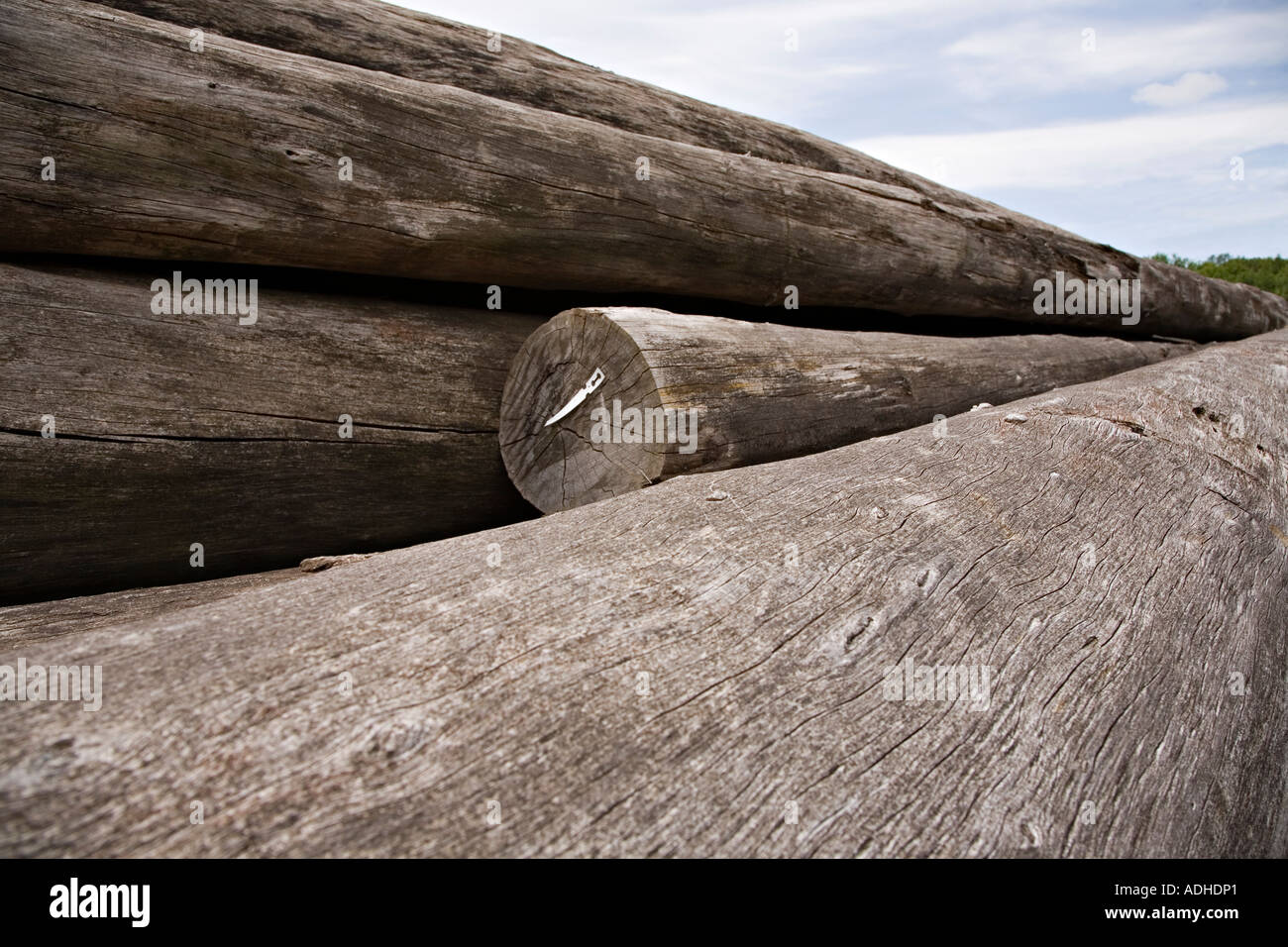 Stack of unsawn logs seasoning outdoors Wales UK Stock Photo - Alamy