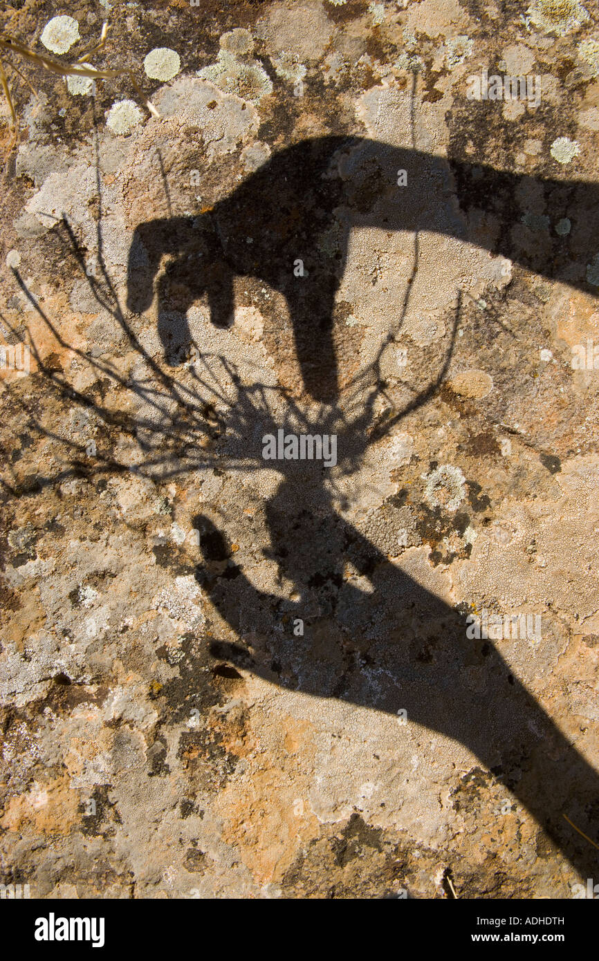 Female hands holding dry branches casting shadow over mold stained ...