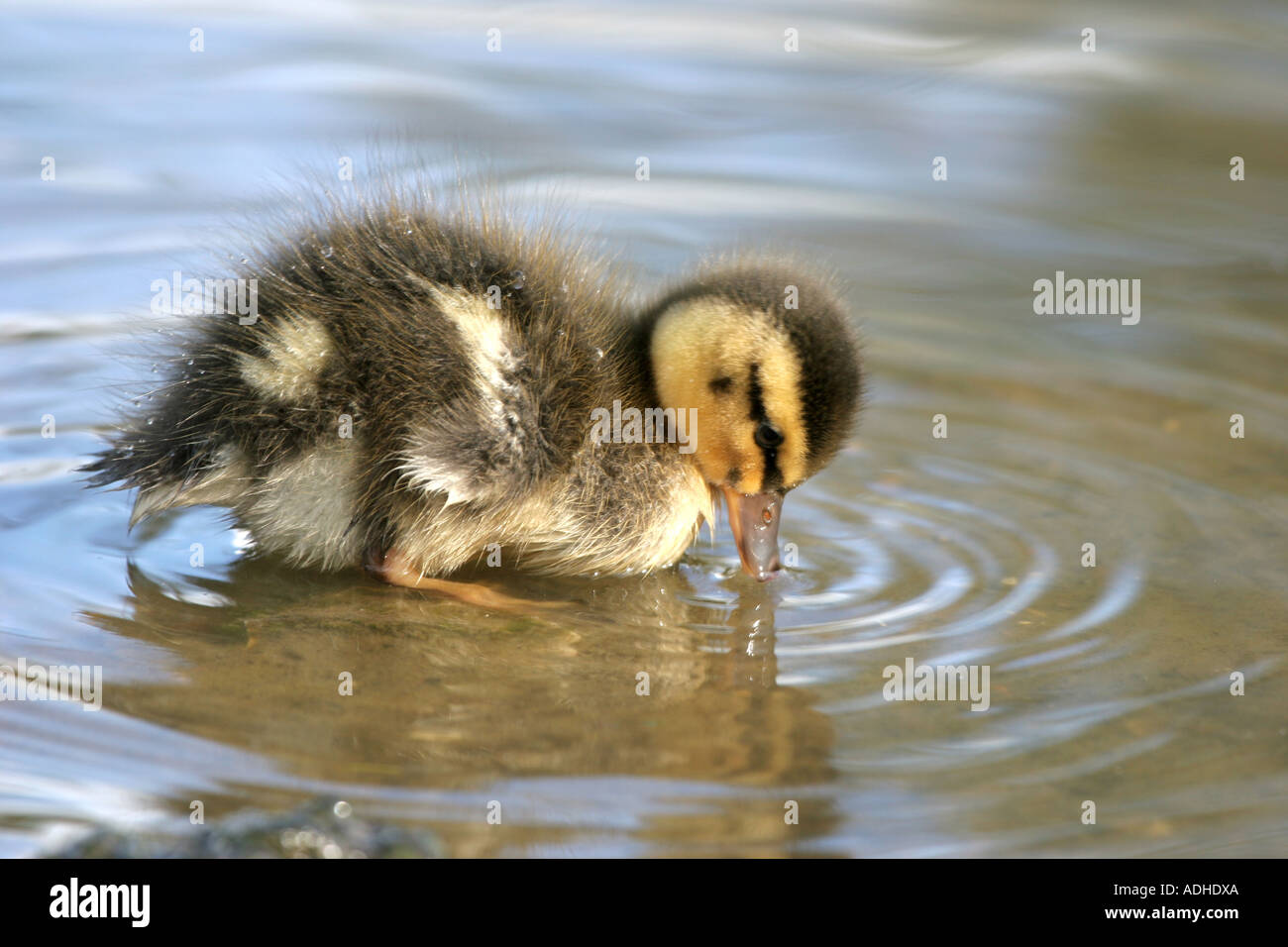 Dipping its beak hi-res stock photography and images - Alamy