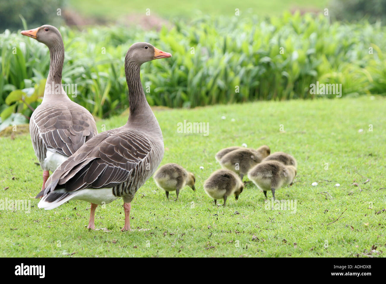 British mother goose hi-res stock photography and images - Alamy
