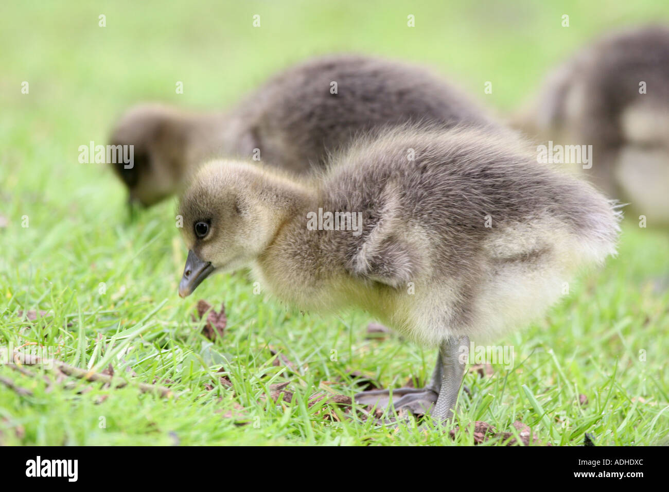 Gosling chicks feeding hi-res stock photography and images - Alamy