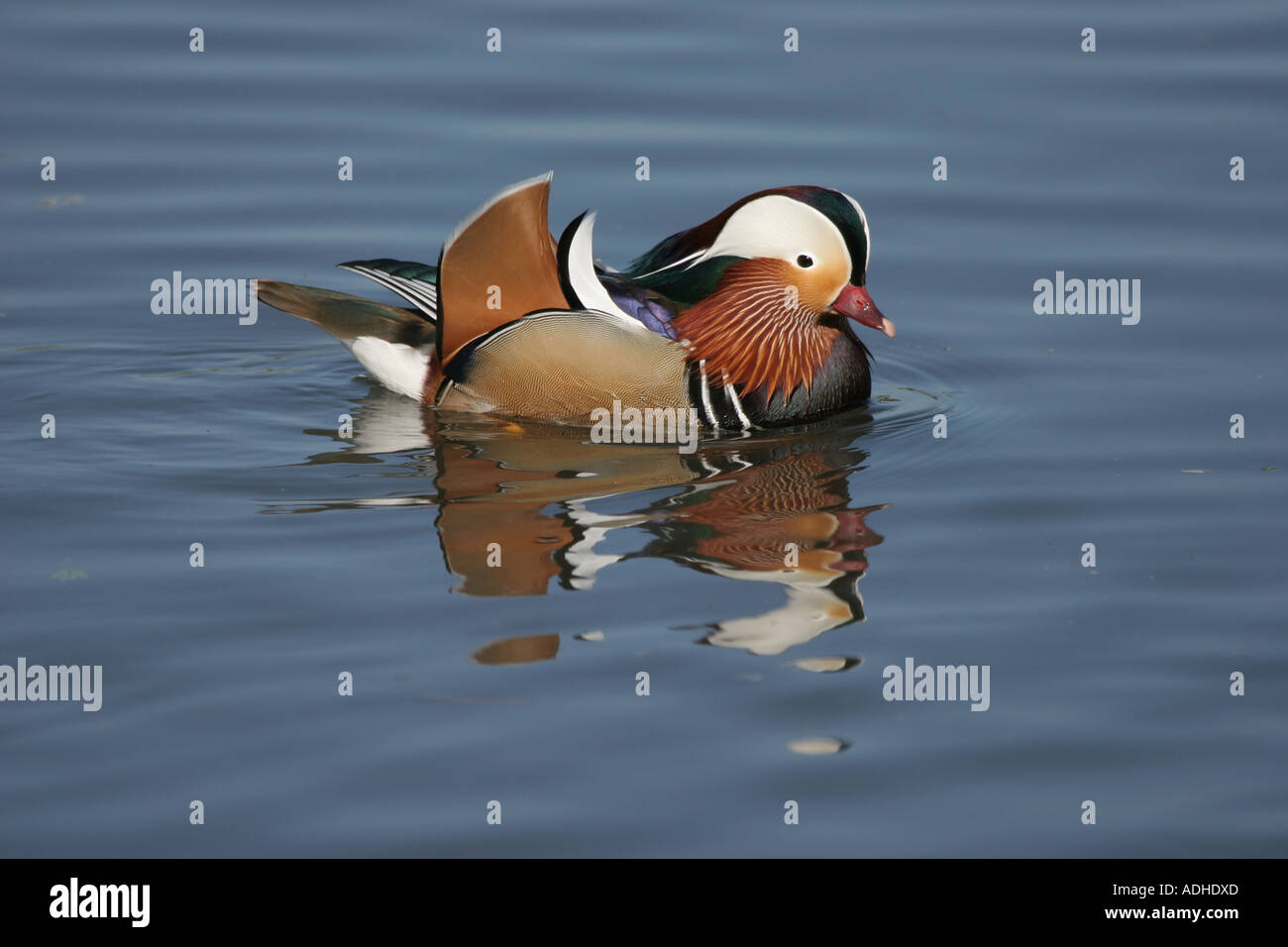 Drake Mandarin Duck Stock Photo - Alamy