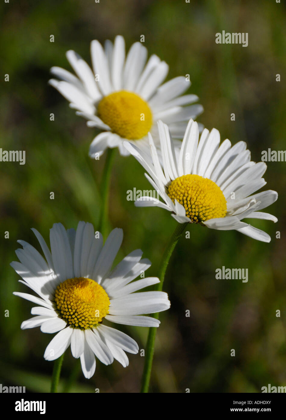 Ox eye daisies Stock Photo - Alamy
