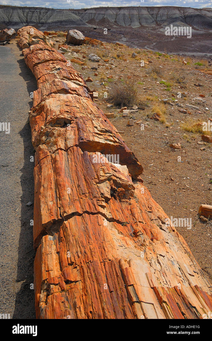 Fossilised Tree at Petrified Forest National Park in Arizona, USA ...