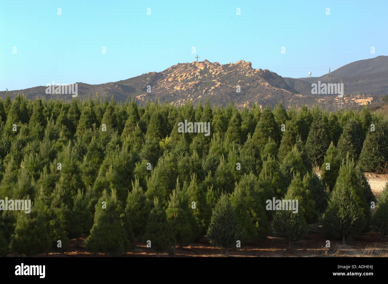 Orange County Southern California Christmas tree farm with mountains in ...