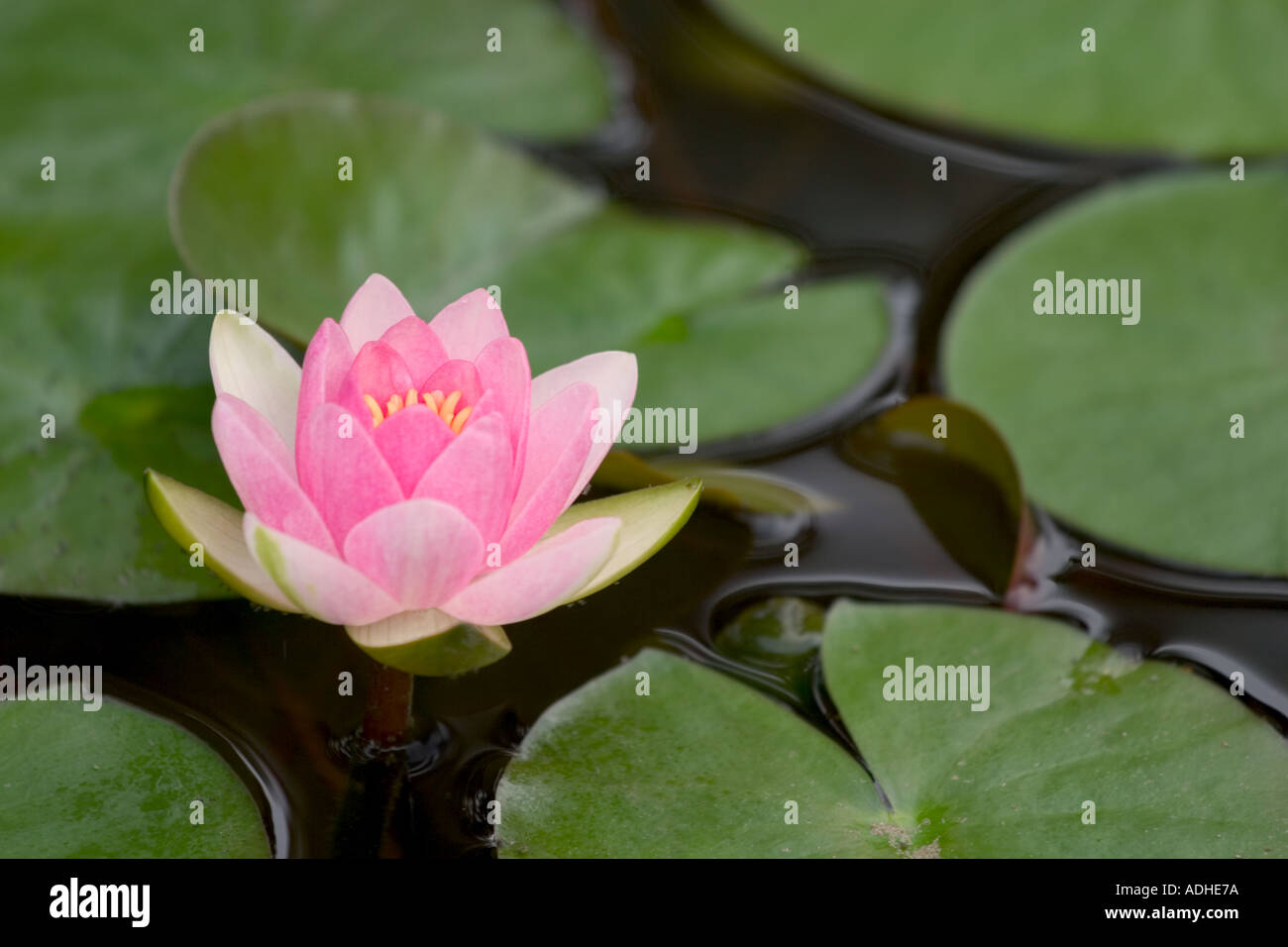 Lily pads and pink lily in water hi-res stock photography and images ...