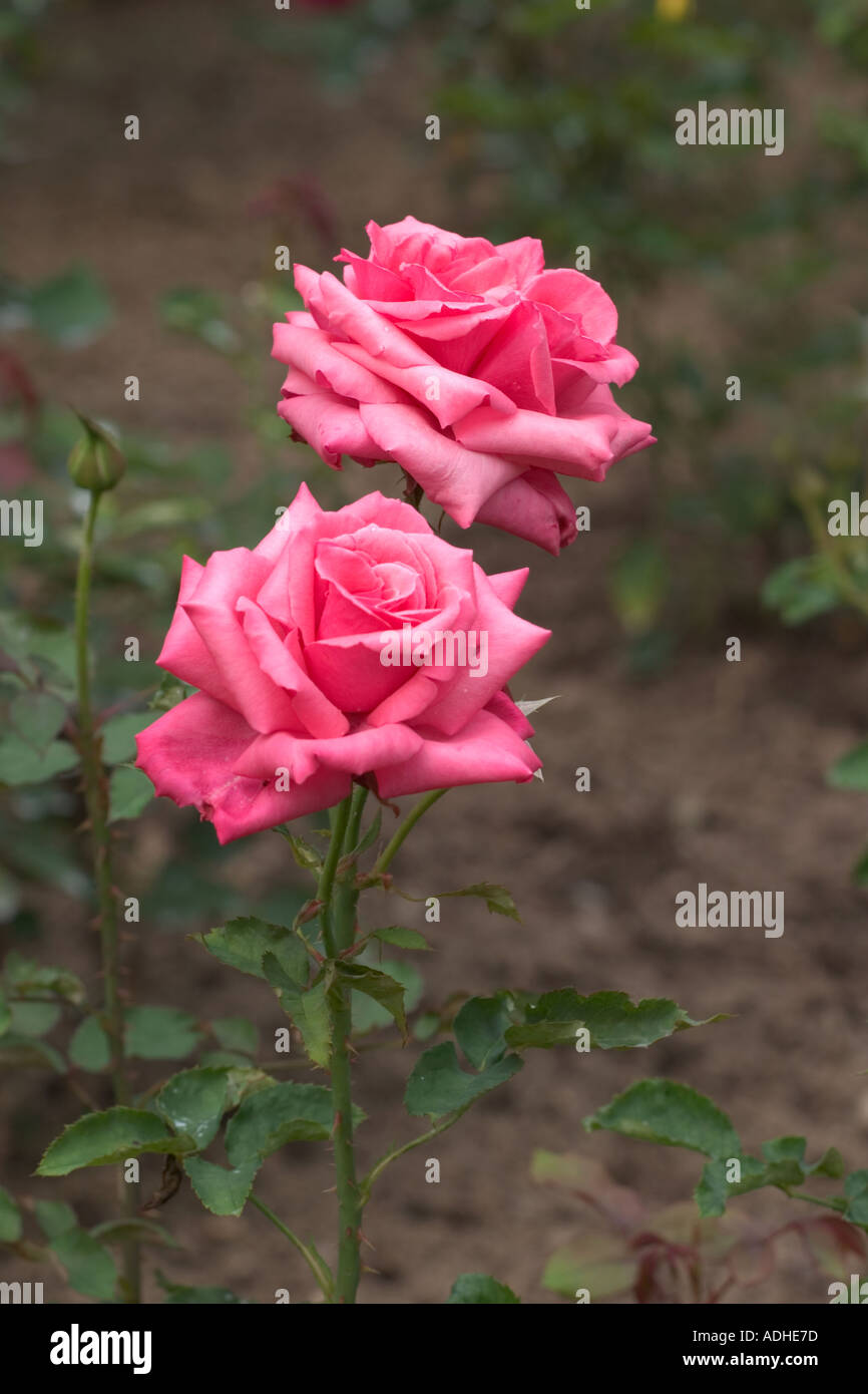 Two pink red Roses Stock Photo - Alamy