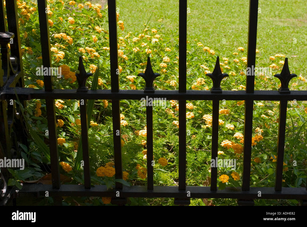 Flowers behind wrought iron fence Historic District Savannah Georgia ...