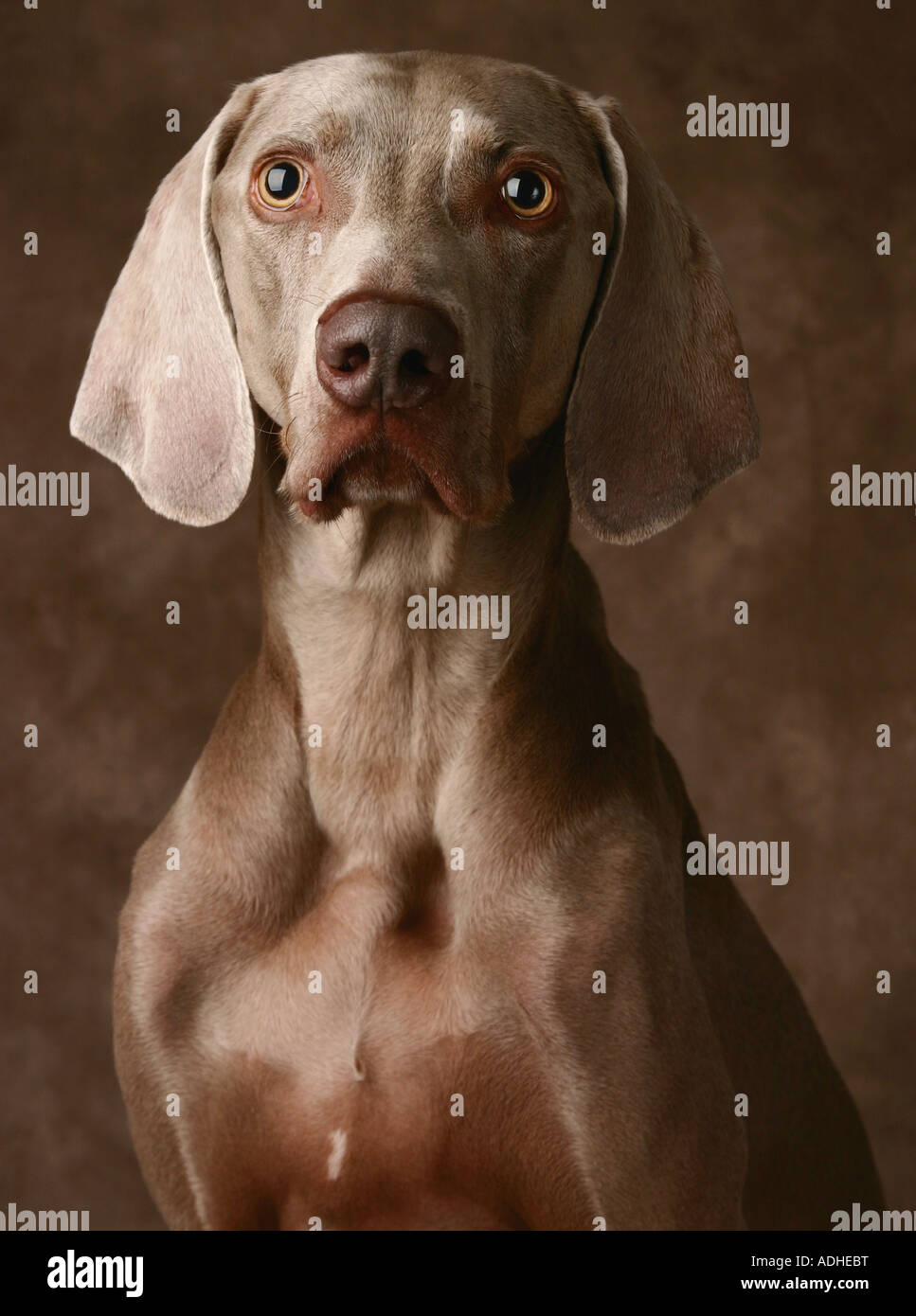 Weimaraner headshot hi-res stock photography and images - Alamy