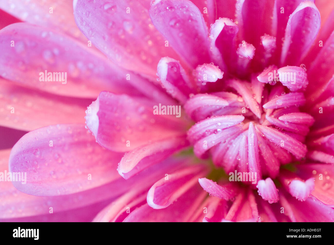 Chrysanthemum closeup Chrysanthemum grandiflorum Stock Photo - Alamy