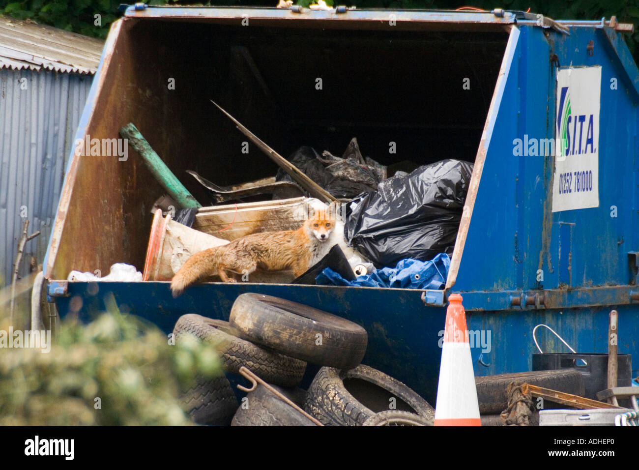Fox rubbish hi-res stock photography and images - Alamy