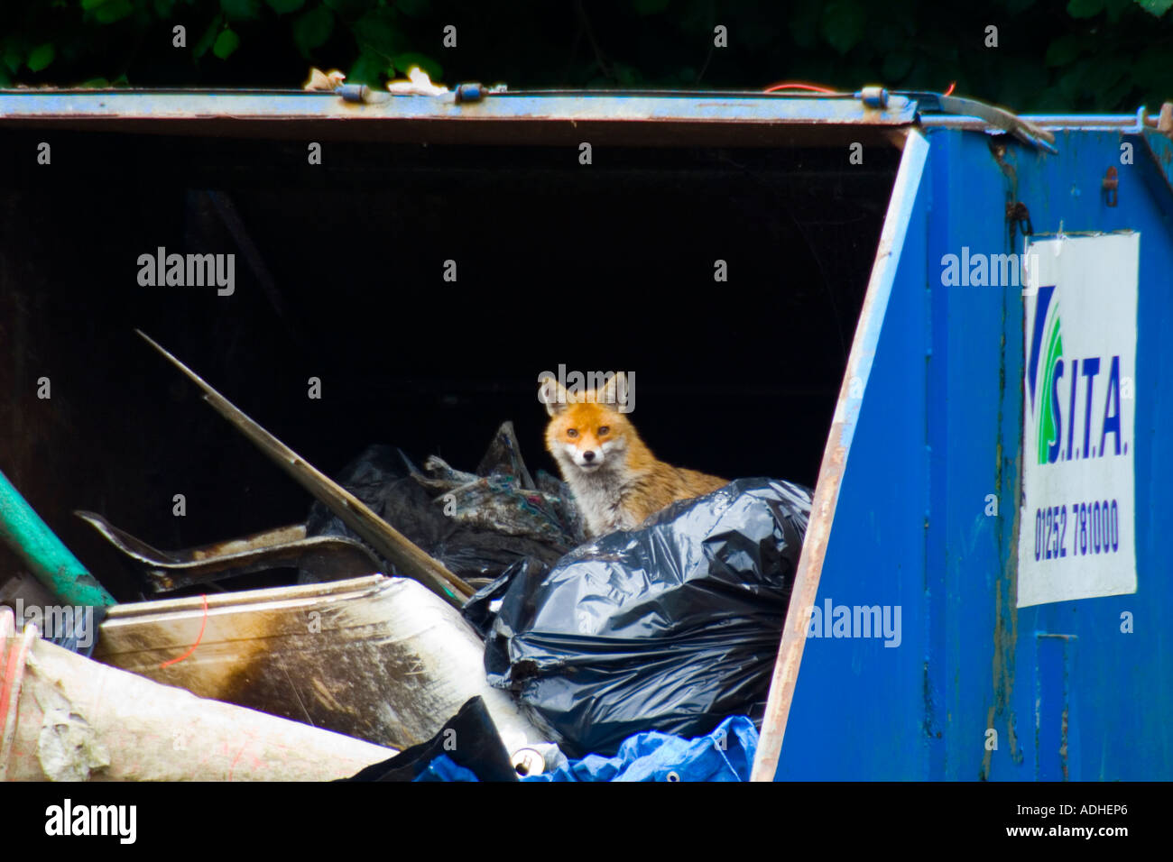 Fox rubbish hi-res stock photography and images - Alamy
