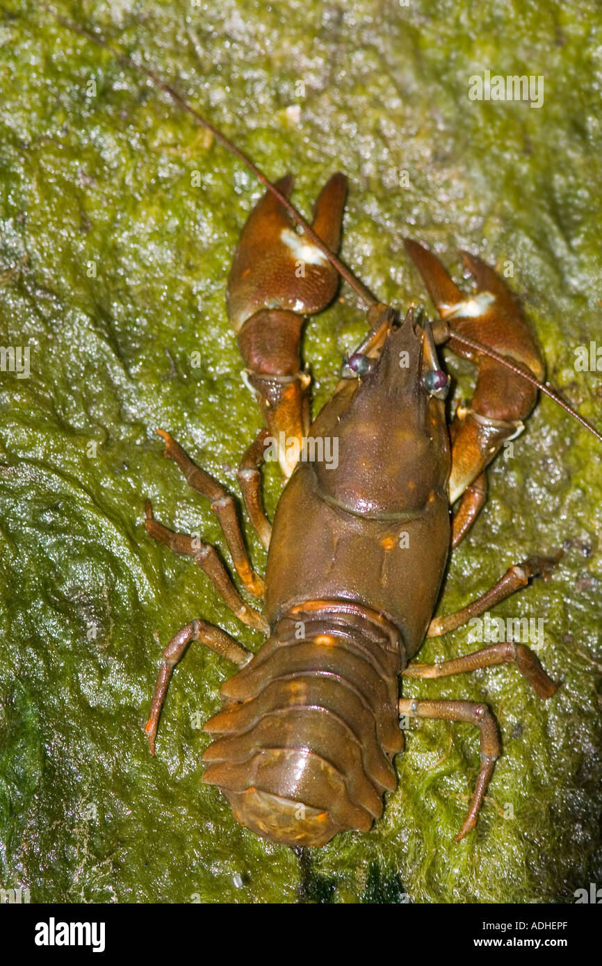 American Signal Red Crayfish Stock Photo - Alamy