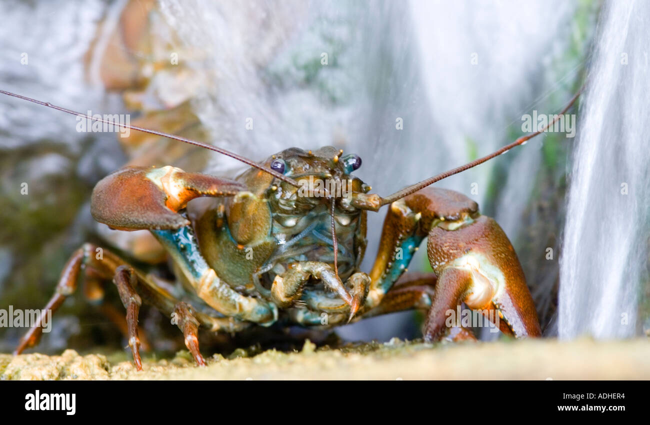 American Signal Red Crayfish Stock Photo - Alamy