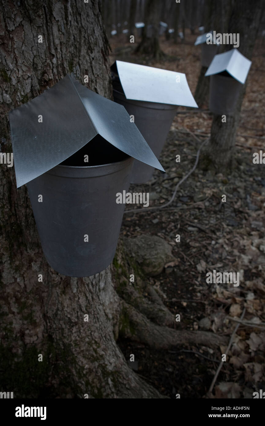 Maple syrup production in the Rougemont Hills south of Montreal in ...