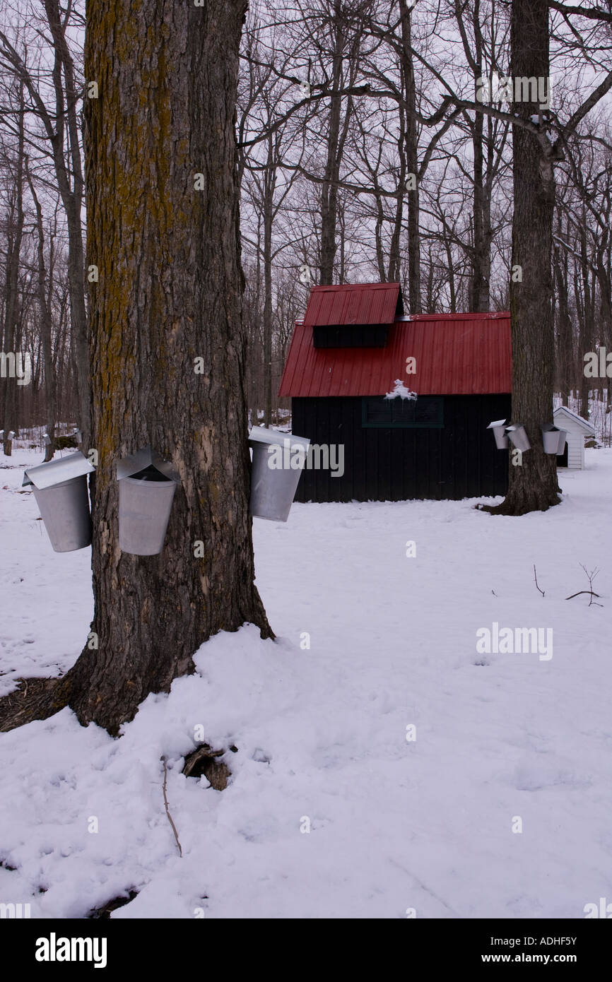 Maple syrup farm in quebec hi-res stock photography and images - Alamy