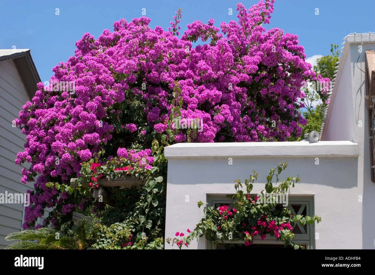 Flowering tree St Augustine Florida USA Stock Photo - Alamy