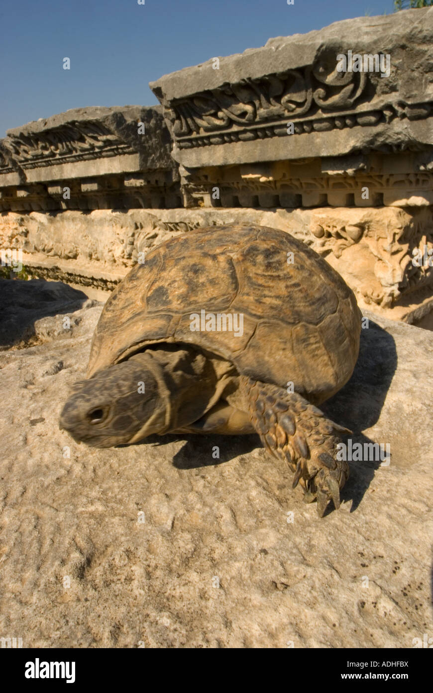 Roman tortoise hi-res stock photography and images - Alamy