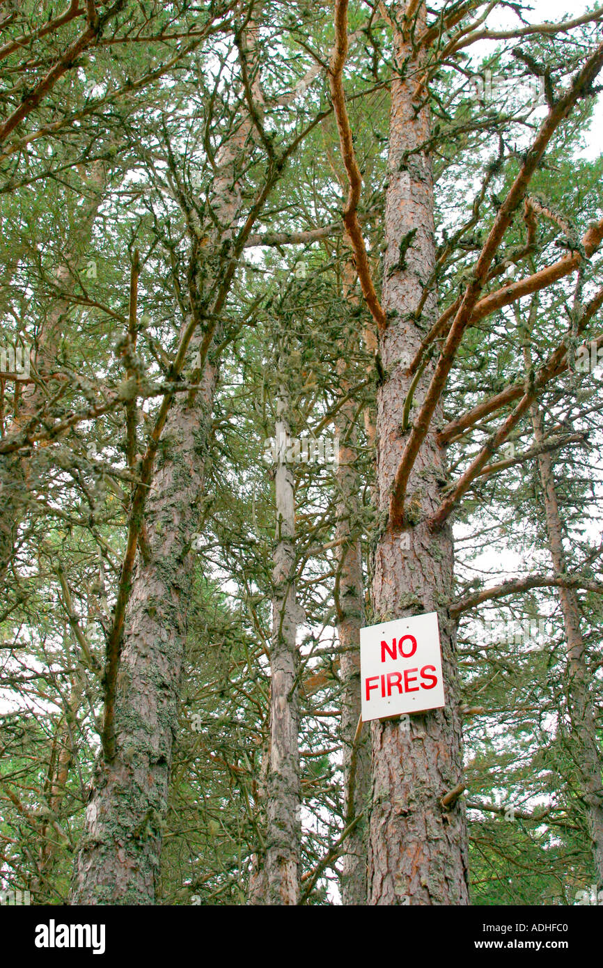 No fires warning sign in forest Stock Photo - Alamy