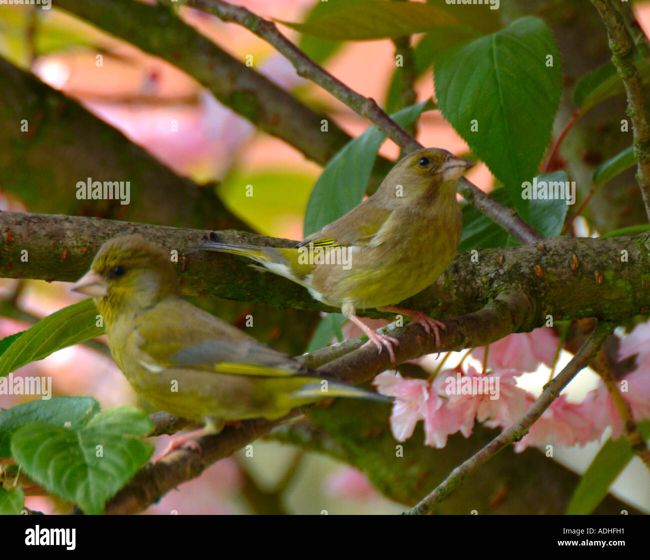 Female Greenfinch in Background with Juvenile Bird in Cherry Tree ...