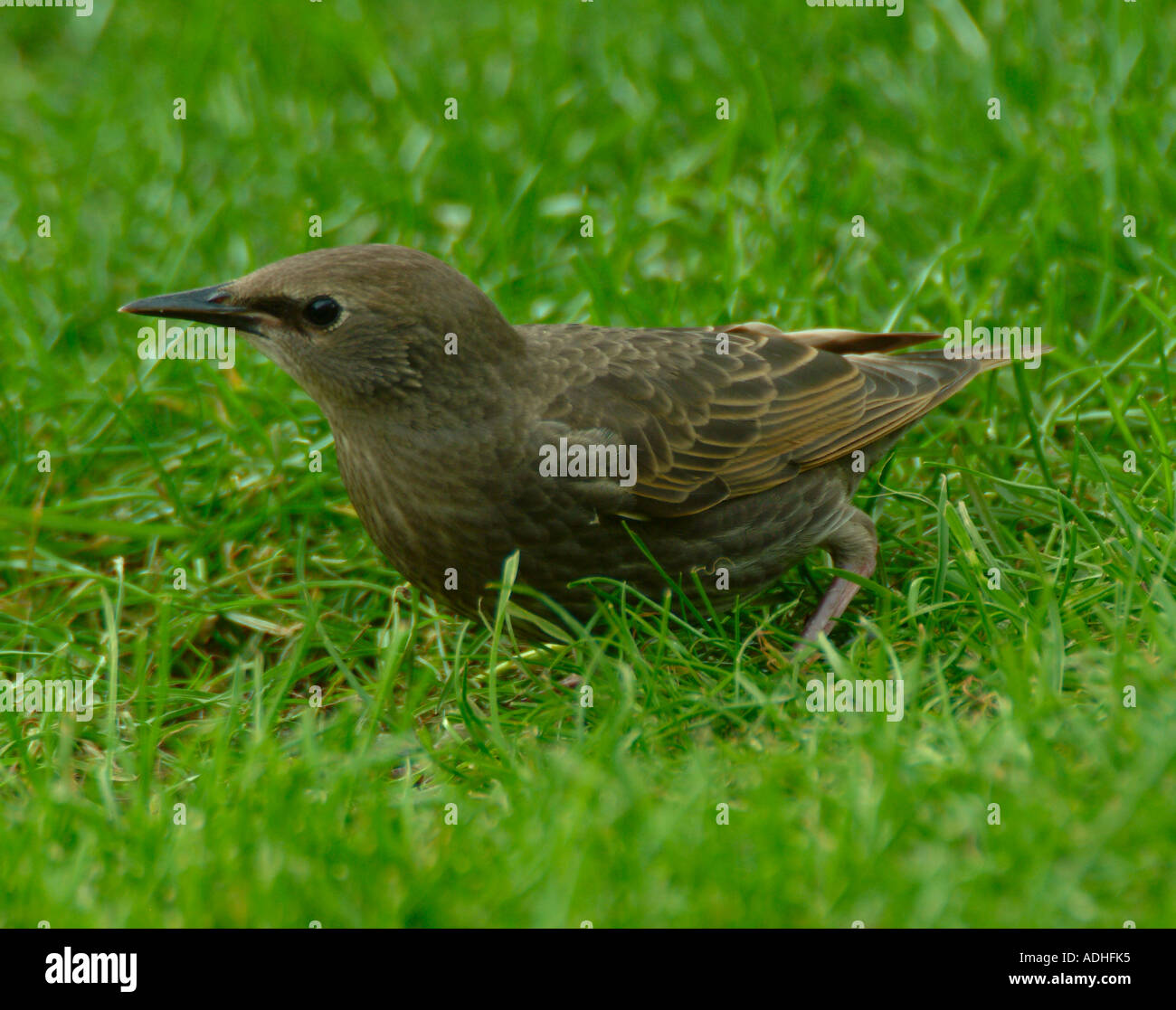 Young Starling Fledgling on Lawn Looking for Food in Cheshire England ...