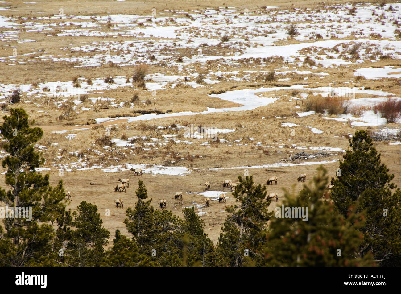 USA Colorado Rocky Mountains National Park Elk Stock Photo - Alamy