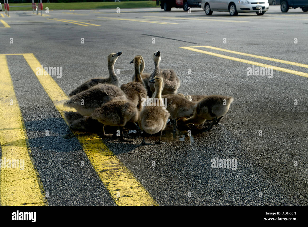 young geese in parking lot Stock Photo - Alamy
