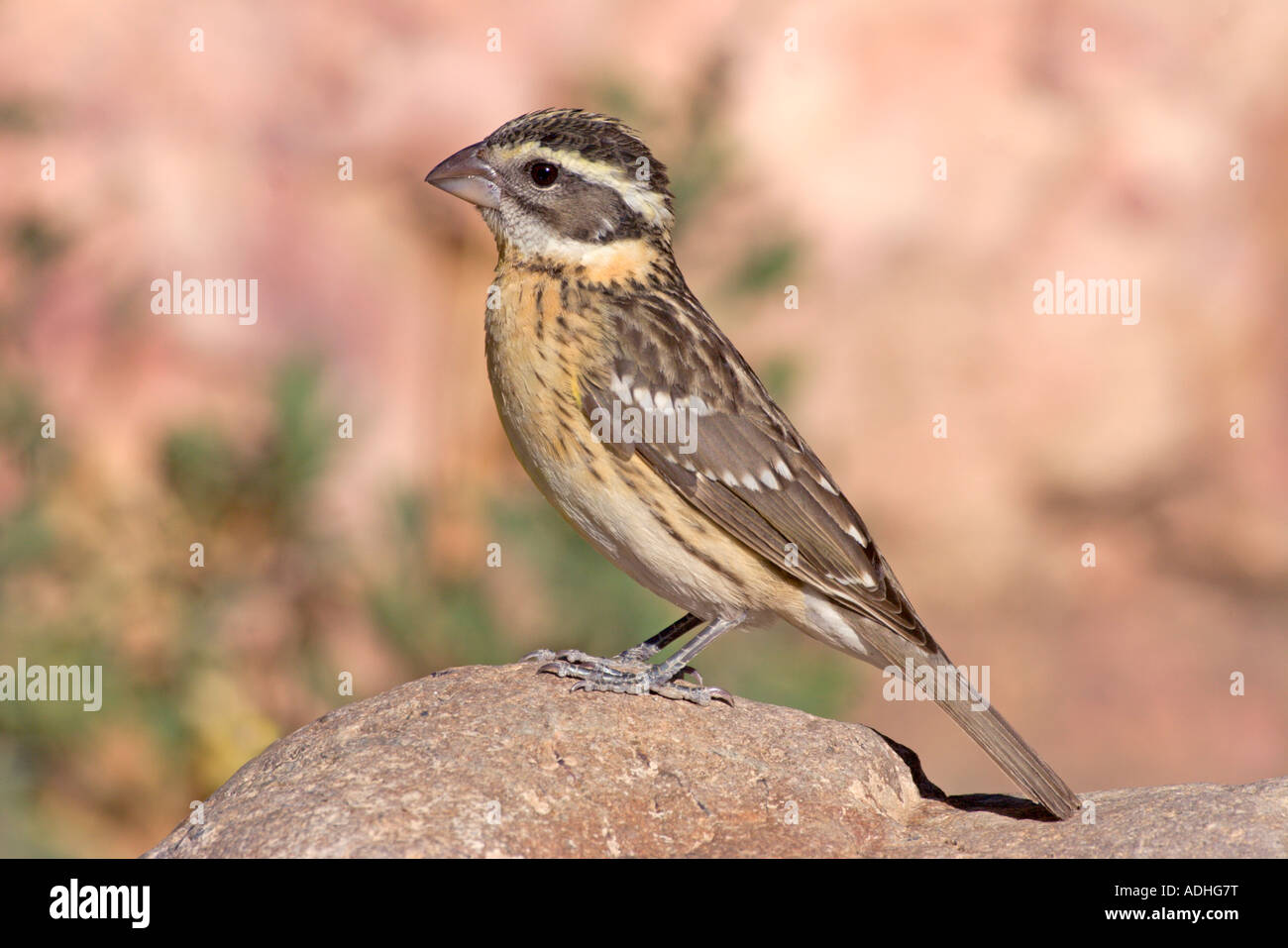 Adult female Black-headed Grosbeak perches on the pretty pink desert ...