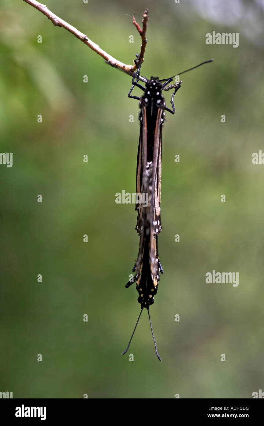 Monarch Butterfly Danaus plexippus Commonly named Wanderer Butterfly in ...