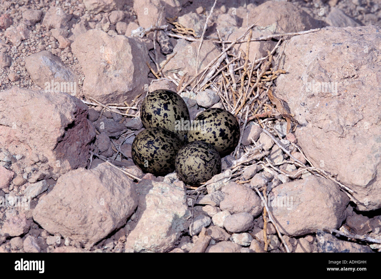 Nest scrape on ground hi-res stock photography and images - Alamy