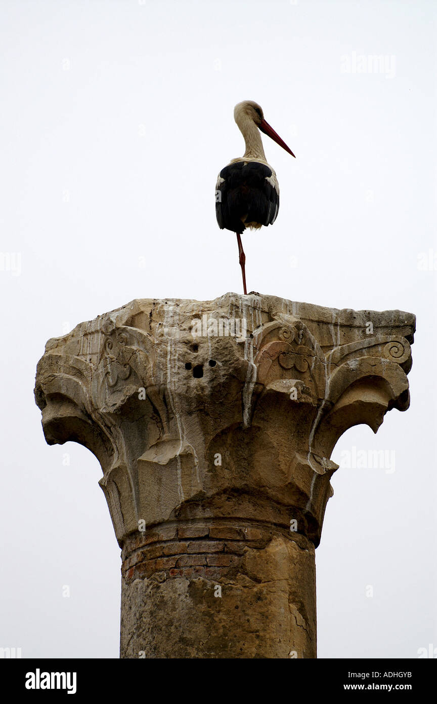 Stork on top of the pillars of the basilica in the ancient town of ...