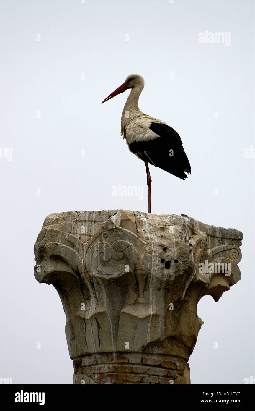 Stork on top of the pillars of the basilica in the ancient town of ...
